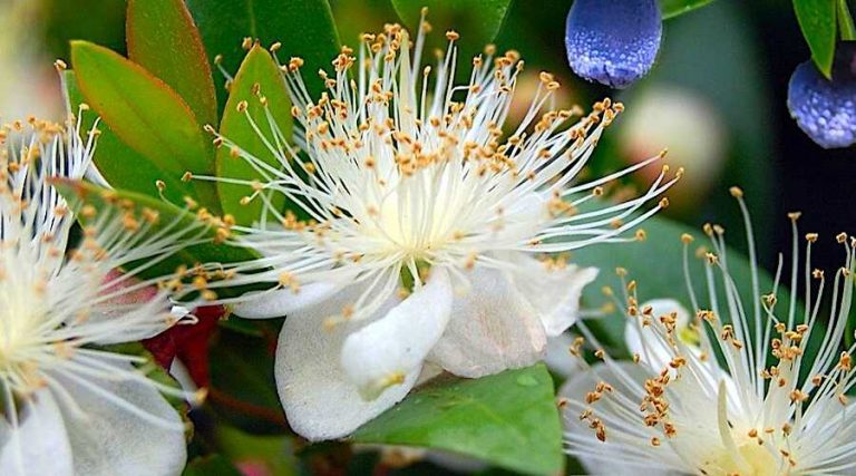 Myrtle Essential Oil: A Guide to Benefits, Uses and Side Effects ...