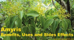 Amyris Essential Oil: A Guide to Benefits, Uses and Side Effects ...