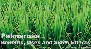 Palmarosa Essential Oil: A Guide to Benefits, Uses and Side Effects - Natural Living