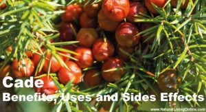 Cade Essential Oil: A Guide to Benefits, Uses and Side Effects ...