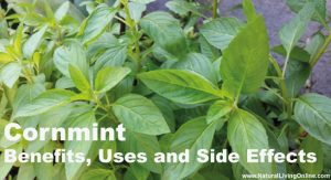 Cornmint Essential Oil: A Guide to Benefits, Uses and Side Effects ...