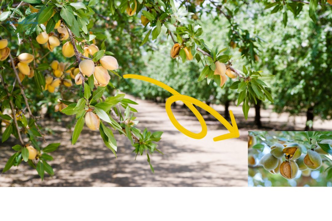 Almond Oil Types, Benefits, Uses, and Side Effects: A Comprehensive Guide