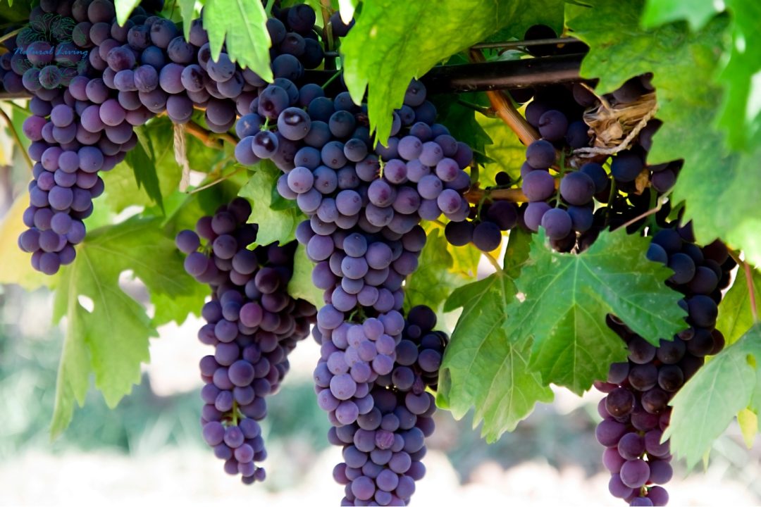Grape Seed Oil Benefits, Uses, and Side Effects: An In-Depth Guide