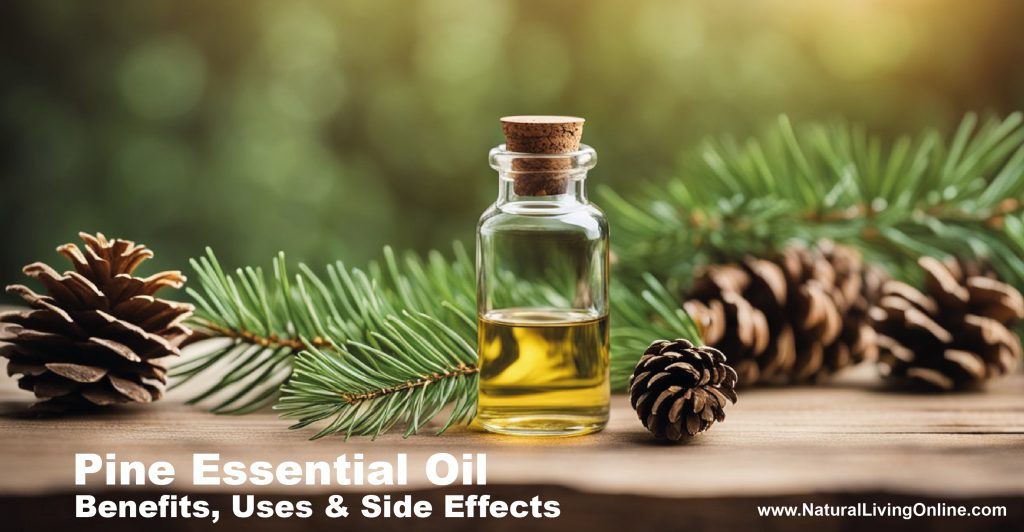 Pine Essential Oil Types, Benefits, Uses, and Side Effects: A ...