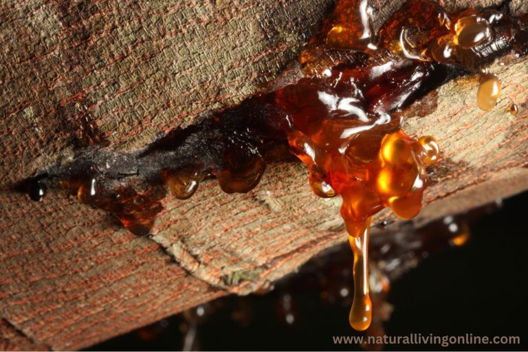 Amber Essential Oil Benefits, Uses, and Side Effects: A Comprehensive Guide