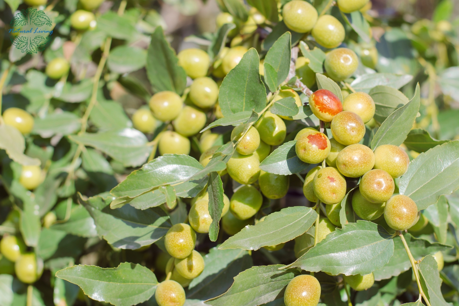 Jojoba Oil: Benefits, Uses, and Side Effects – A Comprehensive Guide