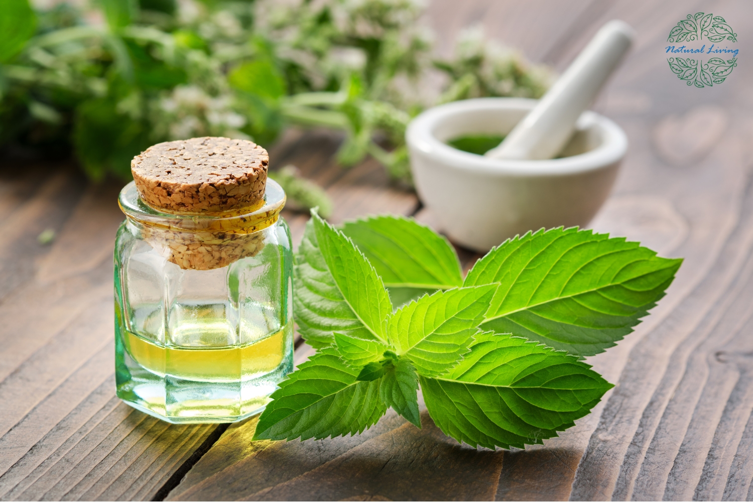 Spearmint Essential Oil Benefits, Uses, and Side Effects: An Expert's Guide