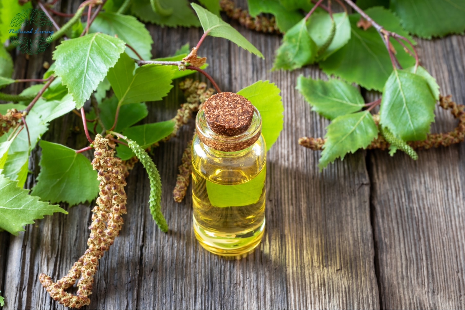 Birch Essential Oil Benefits, Uses, and Side Effects Explained