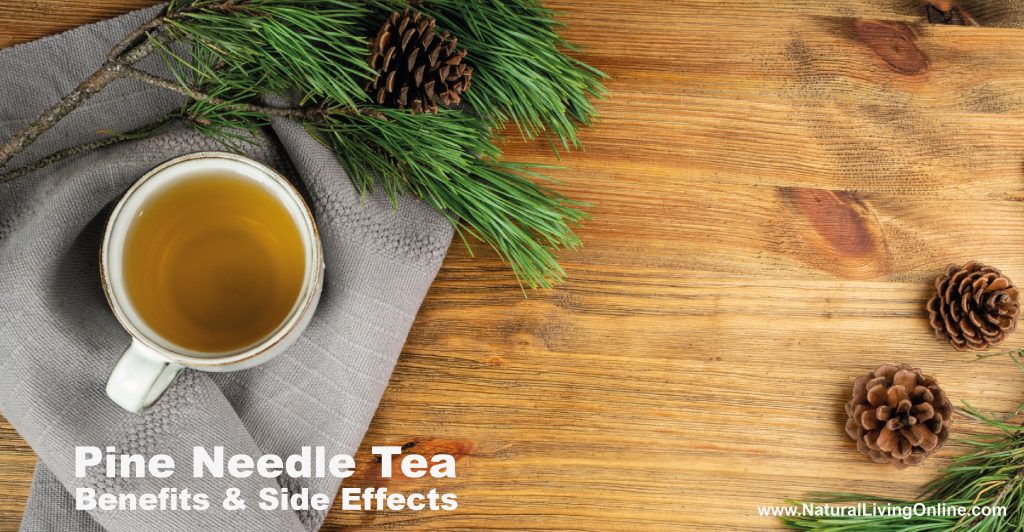 Pine Needle Tea Benefits: Ancient Wisdom for Modern Health