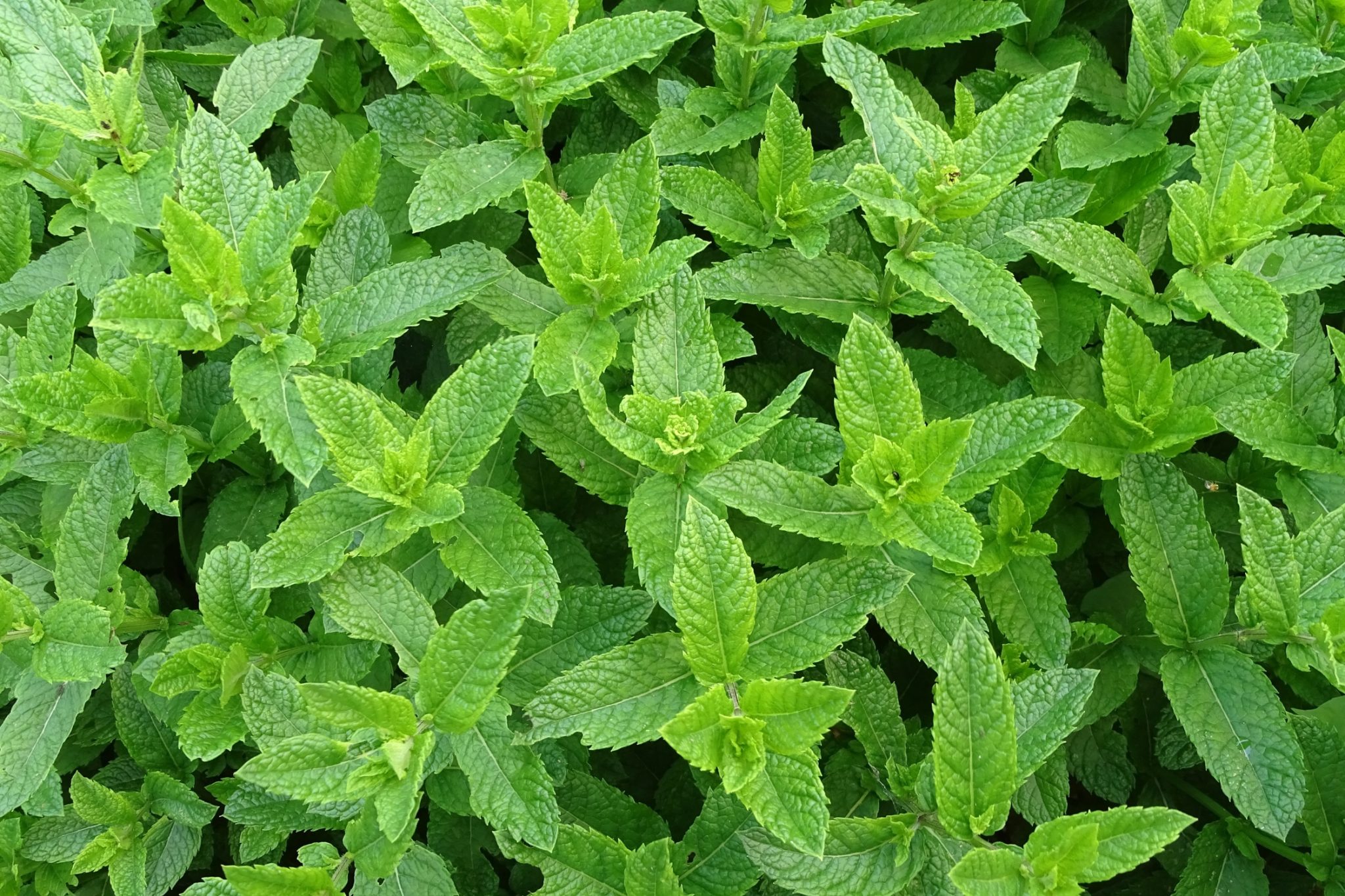 Peppermint Tea Benefits: Health Perks and Uses