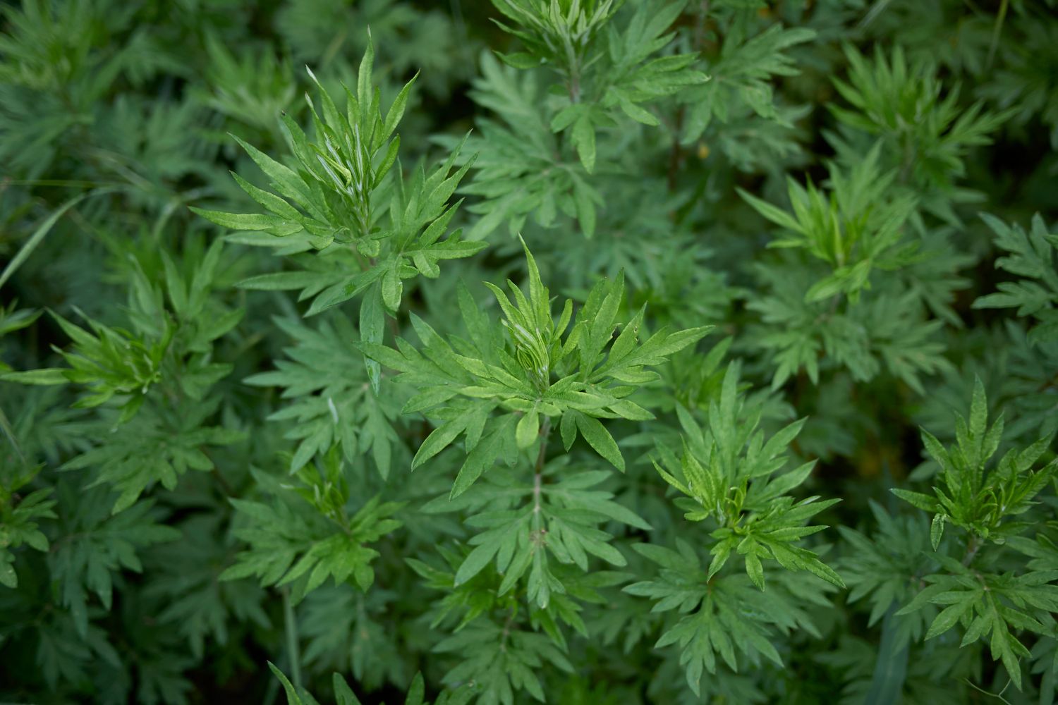 Mugwort Tea Benefits: A Natural Solution for Sleep and Digestion