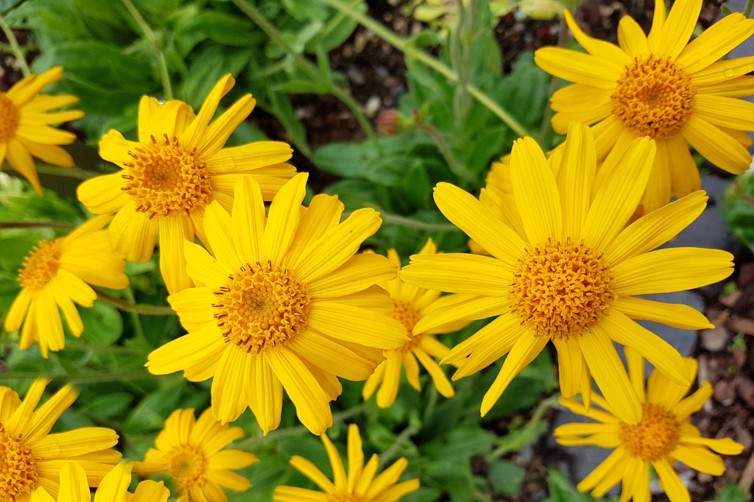 Arnica Tea Benefits & Side Effects: A Comprehensive Guide for Natural Healing