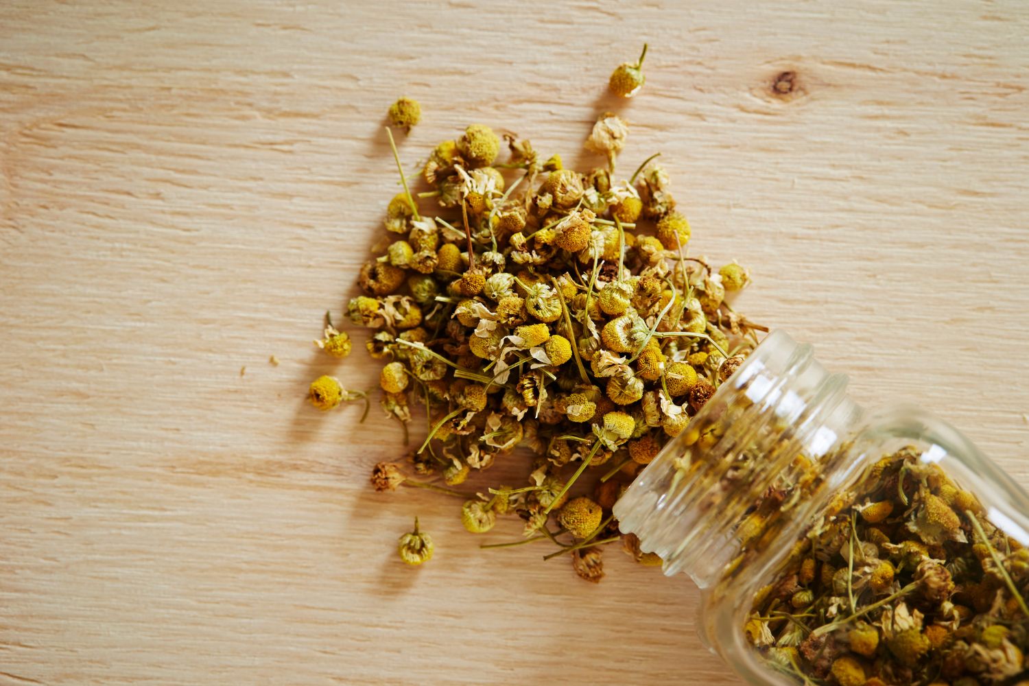 Arnica Tea Benefits & Side Effects: A Comprehensive Guide for Natural Healing