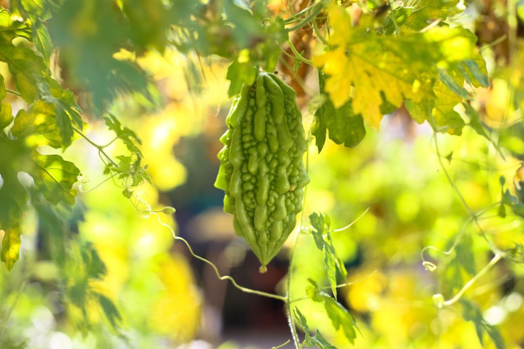 Cerasee Tea Benefits and Side Effects: Essential Health Insights