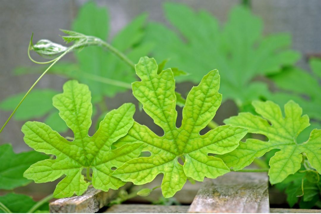 Cerasee Tea Benefits and Side Effects: Essential Health Insights