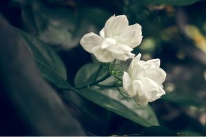 Jasmine Tea Benefits and Side Effects: A Comprehensive Guide