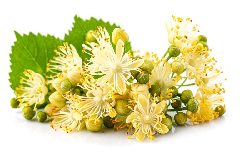 Linden Tea Benefits: Soothing Elixir for Mind and Body