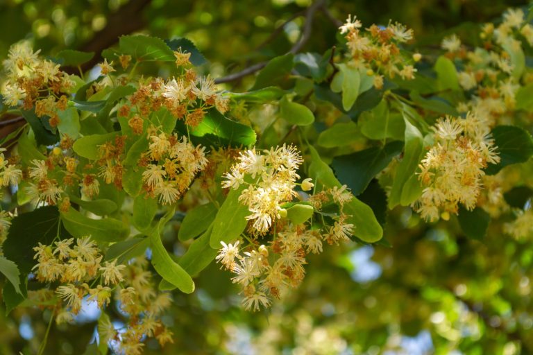 Linden Tea Benefits: Soothing Elixir for Mind and Body
