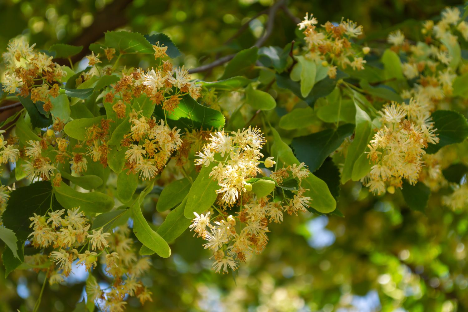 Linden Tea Benefits: Soothing Elixir for Mind and Body