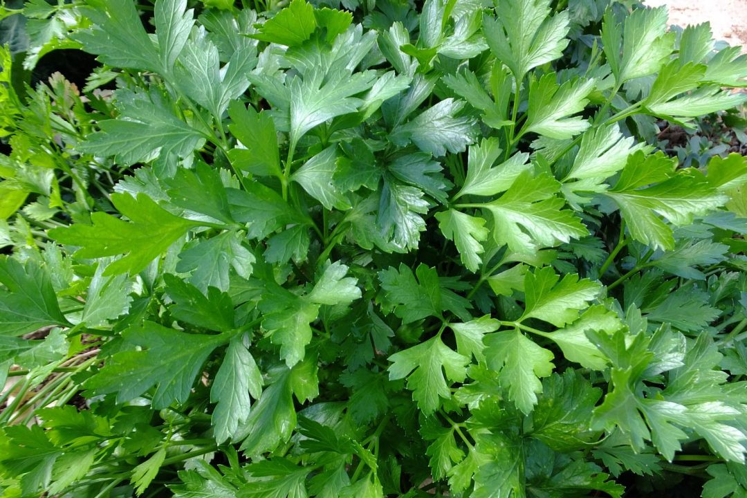 Parsley Tea Benefits: A Natural Boost for Health and Wellness