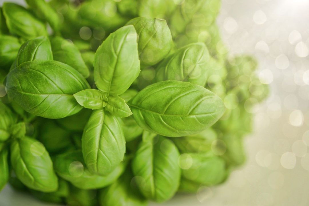 Basil Tea Benefits: A Natural Boost for Health and Wellness
