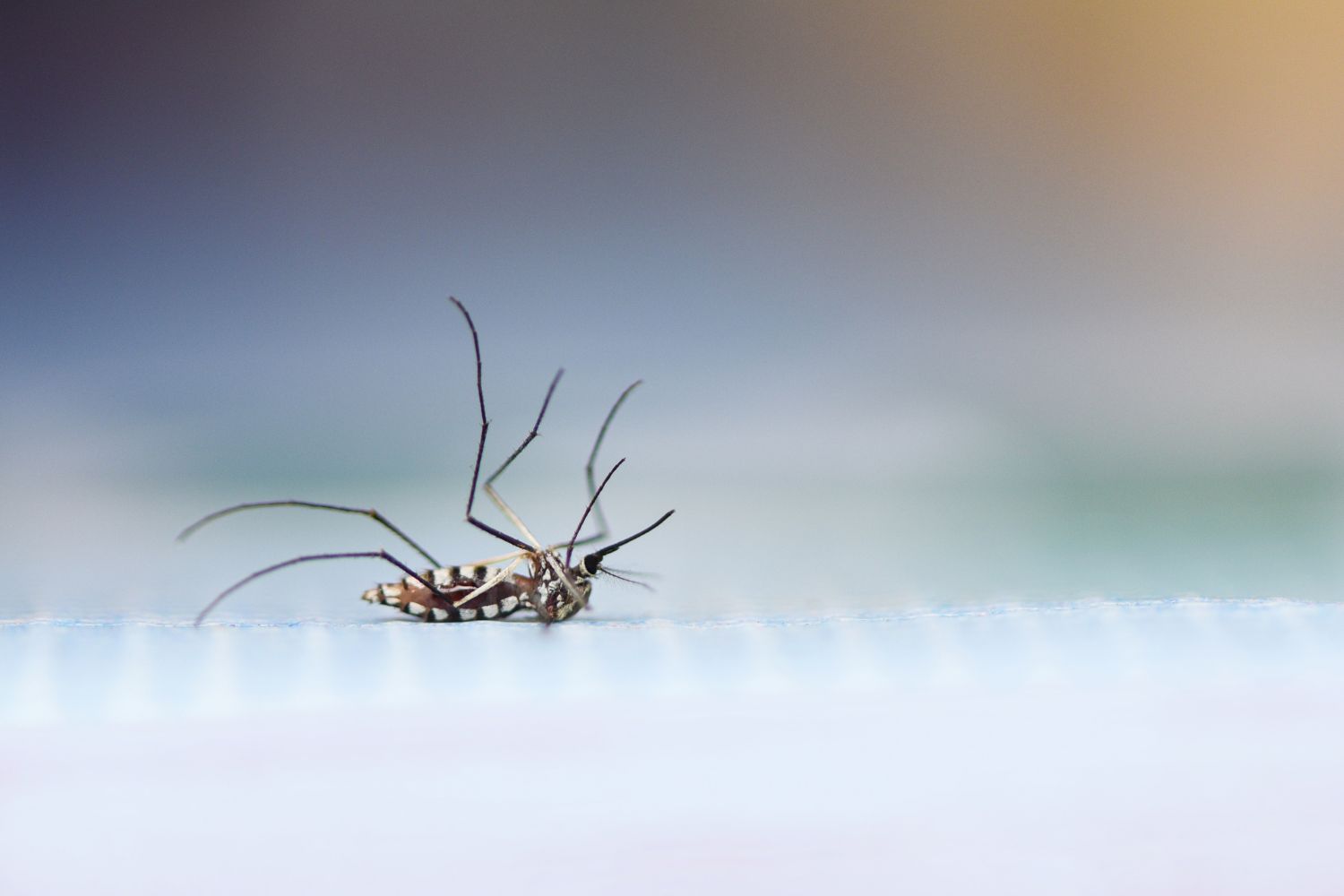 Top Bug Repellent Essential Oils: How to Use Them