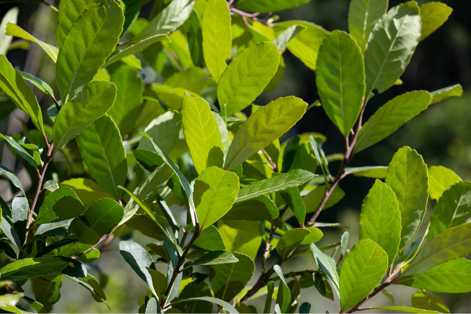 Yerba Mate Tea Benefits and Side Effects: A Comprehensive Overview